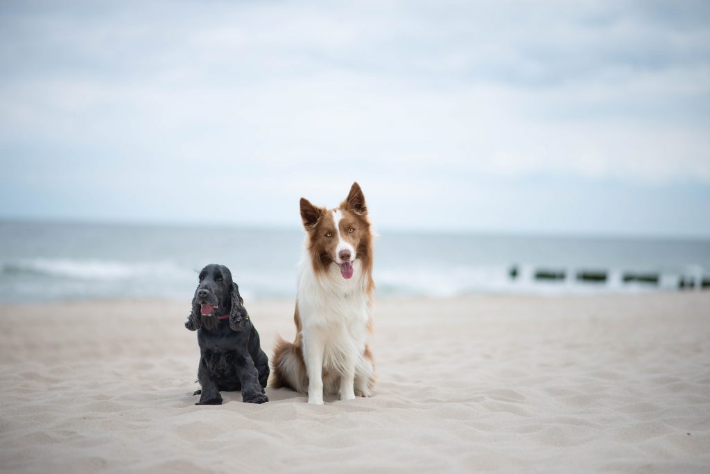 The Most Popular 148 Cocker Spaniel Names