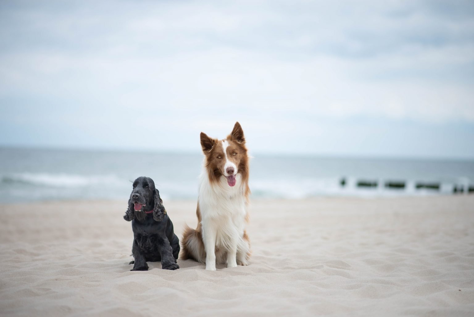 The Most Popular 148 Cocker Spaniel Names