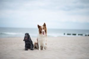 The Most Popular 148 Cocker Spaniel Names