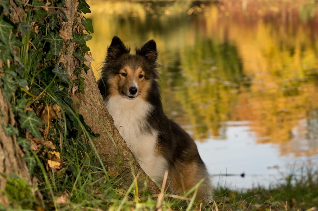 Top 124 Sheltie Names of 2020 | The Dog People by Rover.com