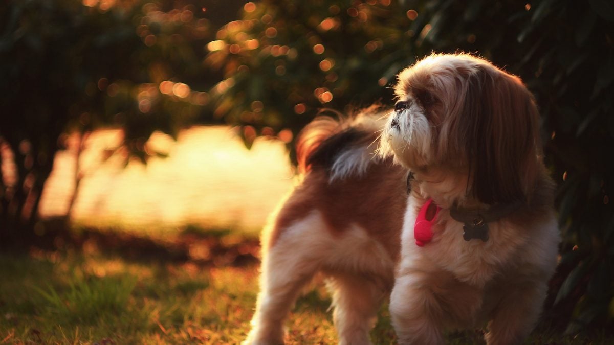 300+ Shih Tzu Names: Food, Celebrities & More