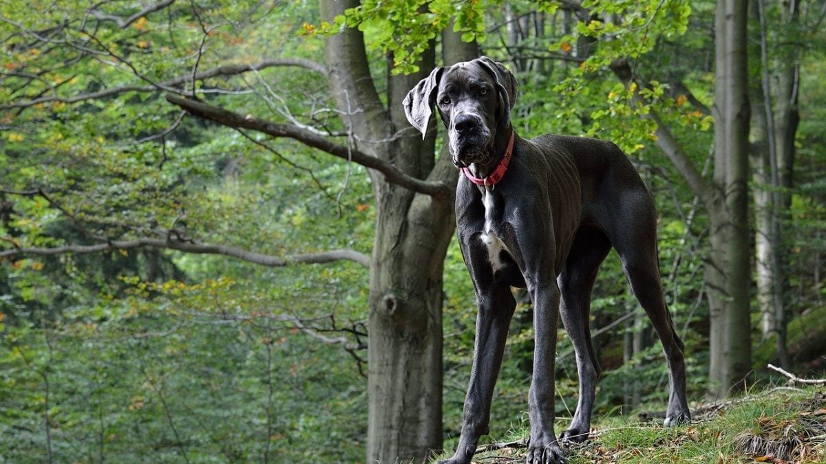 Top 126 Great Dane Names | The Dog People by Rover.com
