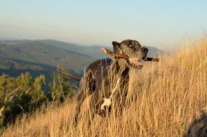Top 126 Great Dane Names | The Dog People by Rover.com
