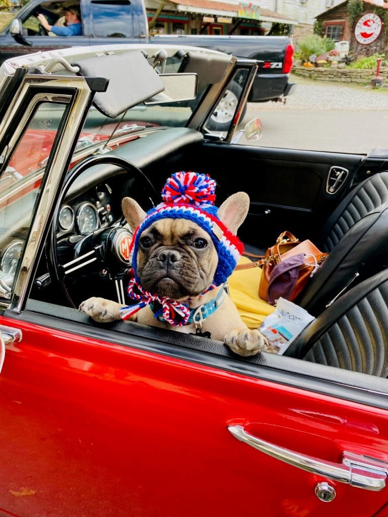Meet Wilbur, the New French Bulldog Mayor of Rabbit Hash, Kentucky ...