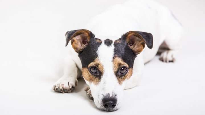 The 163 Most Popular Jack Russell terrier names