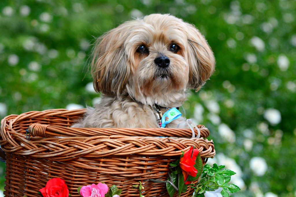 The 141 Most Popular Lhasa Apso Names | The Rover Blog