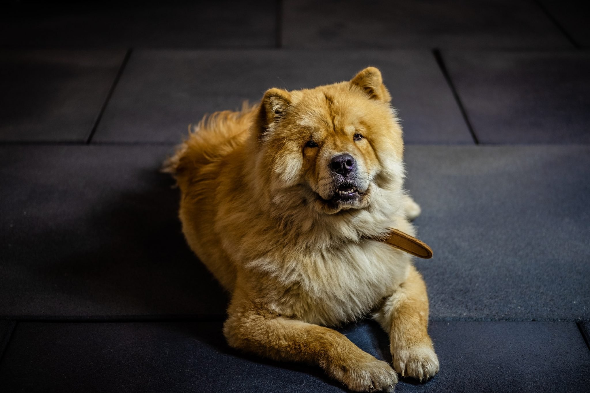 The 127 Most Popular Chow Chow Names | The Dog People by Rover.com