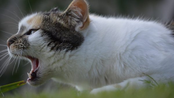 Why Does My Cat Drool? The Most Common Causes