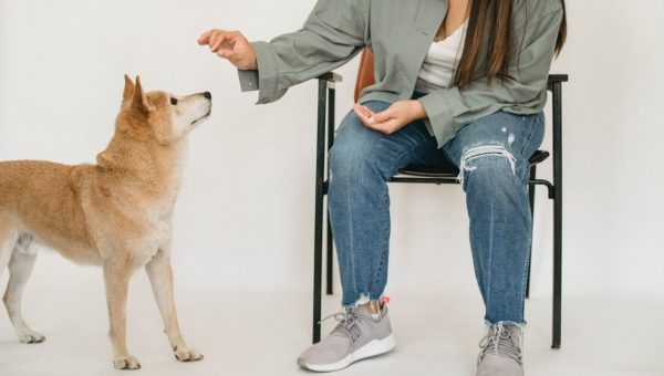 Cozy Dogs and Cats: The Ultimate Guide to Getting Cozy with Your Pet