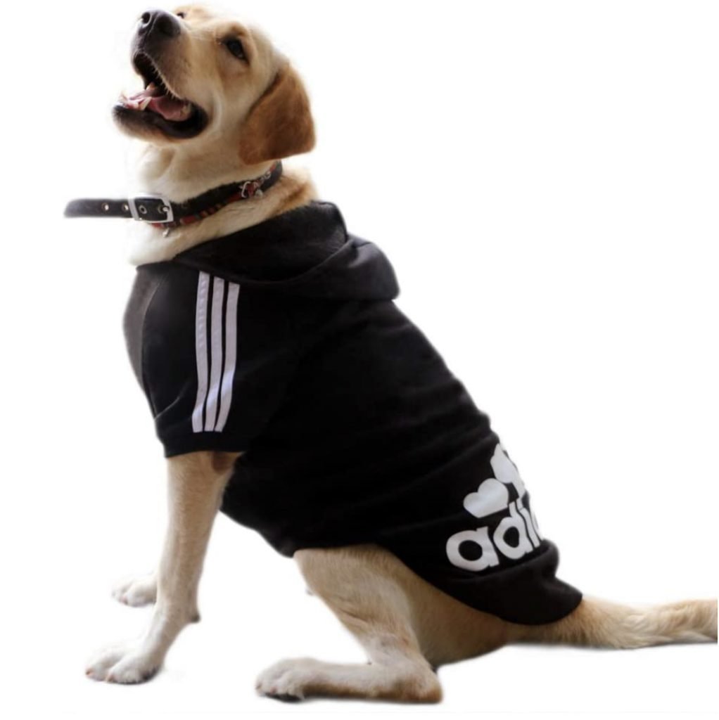 Want Clothing Options for Your Large Dog? | The Best Large Dog Clothes