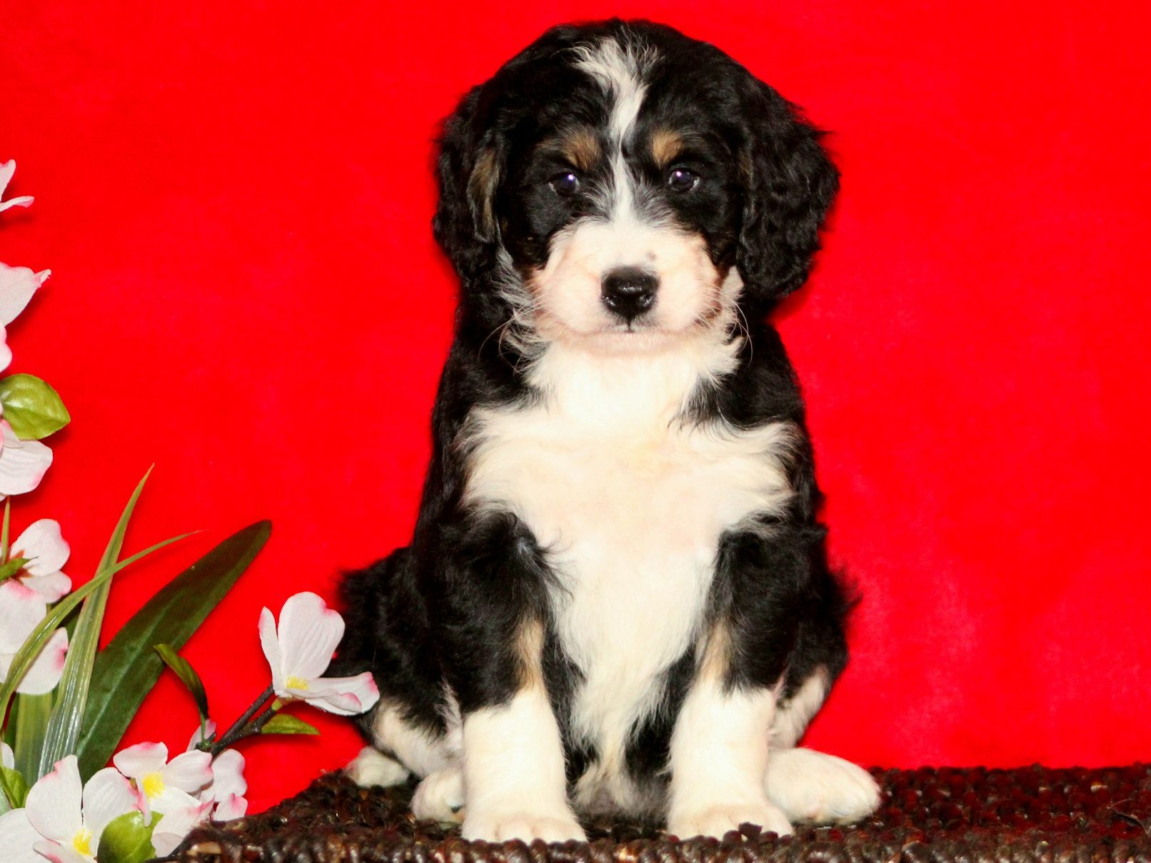 Bernedoodle Dog Breed Facts & Information | The Dog People by Rover.com