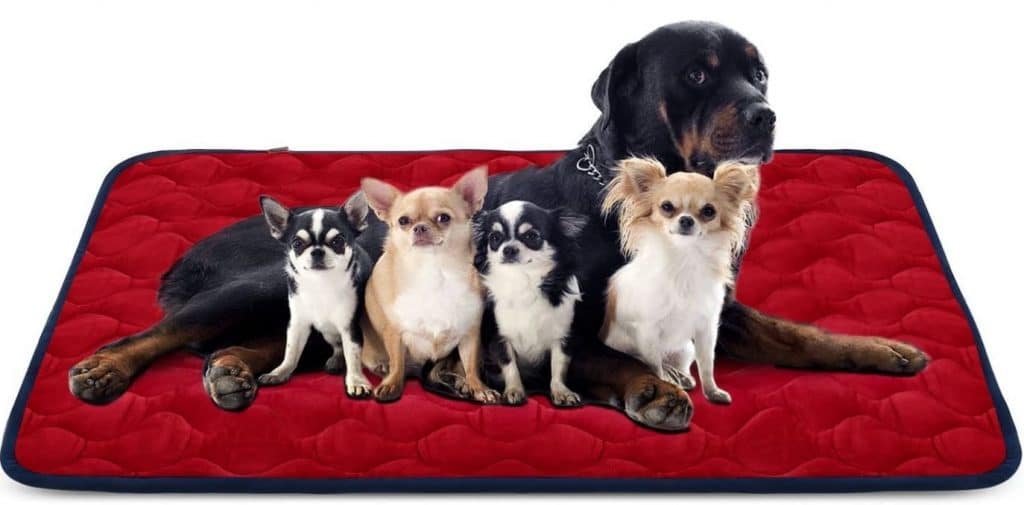 Looking for Dog Beds for Huskies? | Check Out Our Top 10 Picks.