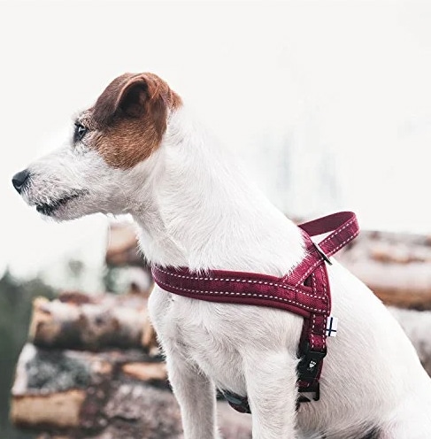 Puppy Harnesses | The Best Harnesses for Puppies