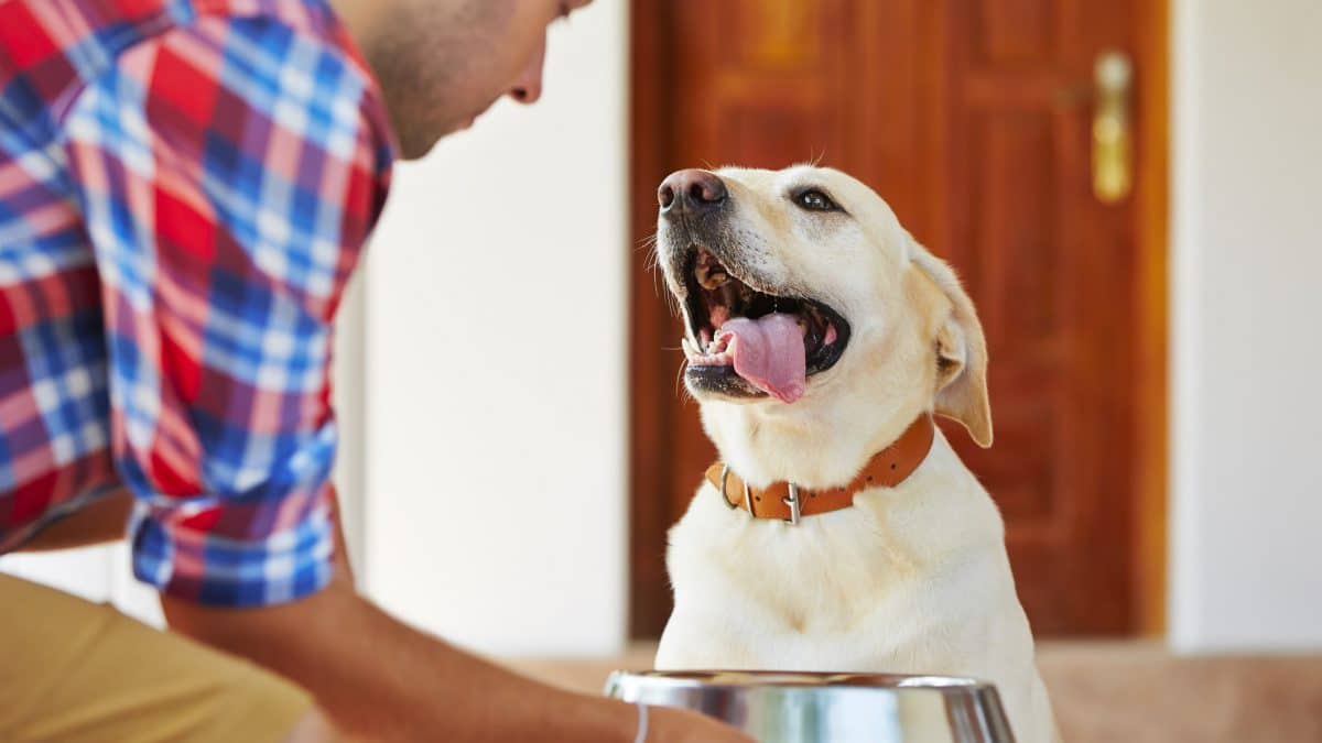 Real Dogs Test The Best Gently Cooked, Fresh Dog Food Brands