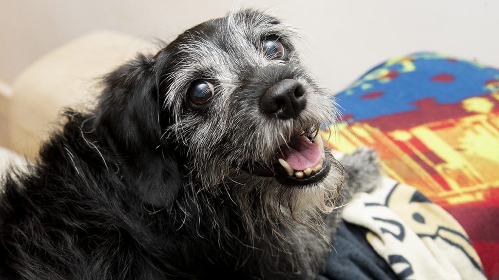 Mobility Problems in Older Dogs | Helping Your Senior Dog
