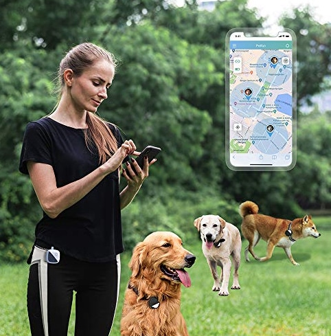 Dog GPS Collar | The 10 Best Collar Tracking Devices For Your Dog