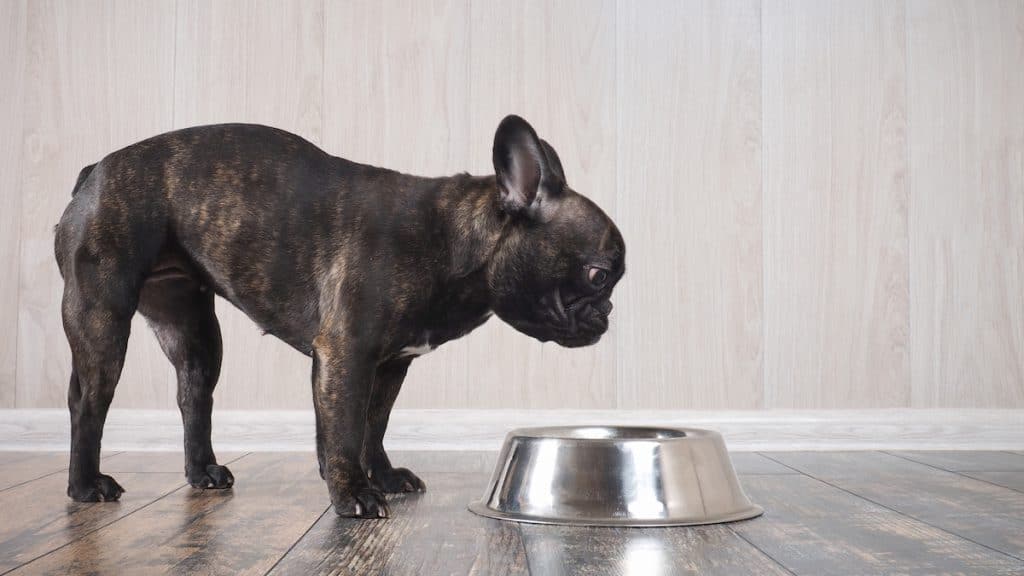 The 10 Best Dog Foods for French Bulldogs