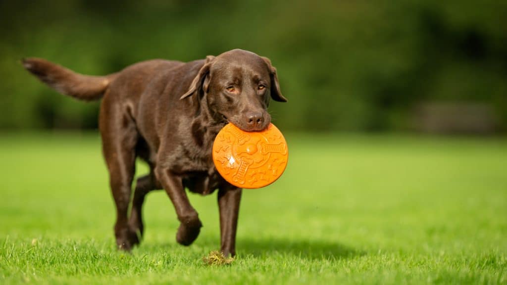 The 13 Best Dog Toys for Energetic Labs