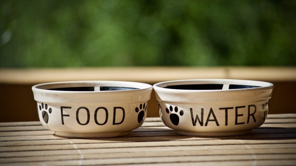 Dog Bowls The Best Dog Bowls For Every Kind Of Dog Dog Bowls The Best Dog Bowls For Every Kind Of Dog