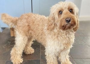 Cockapoo Dog Breed Facts & Information | Rover.com
