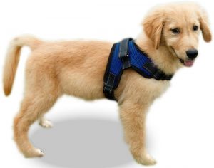 The 8 Best Harnesses for Golden Retrievers