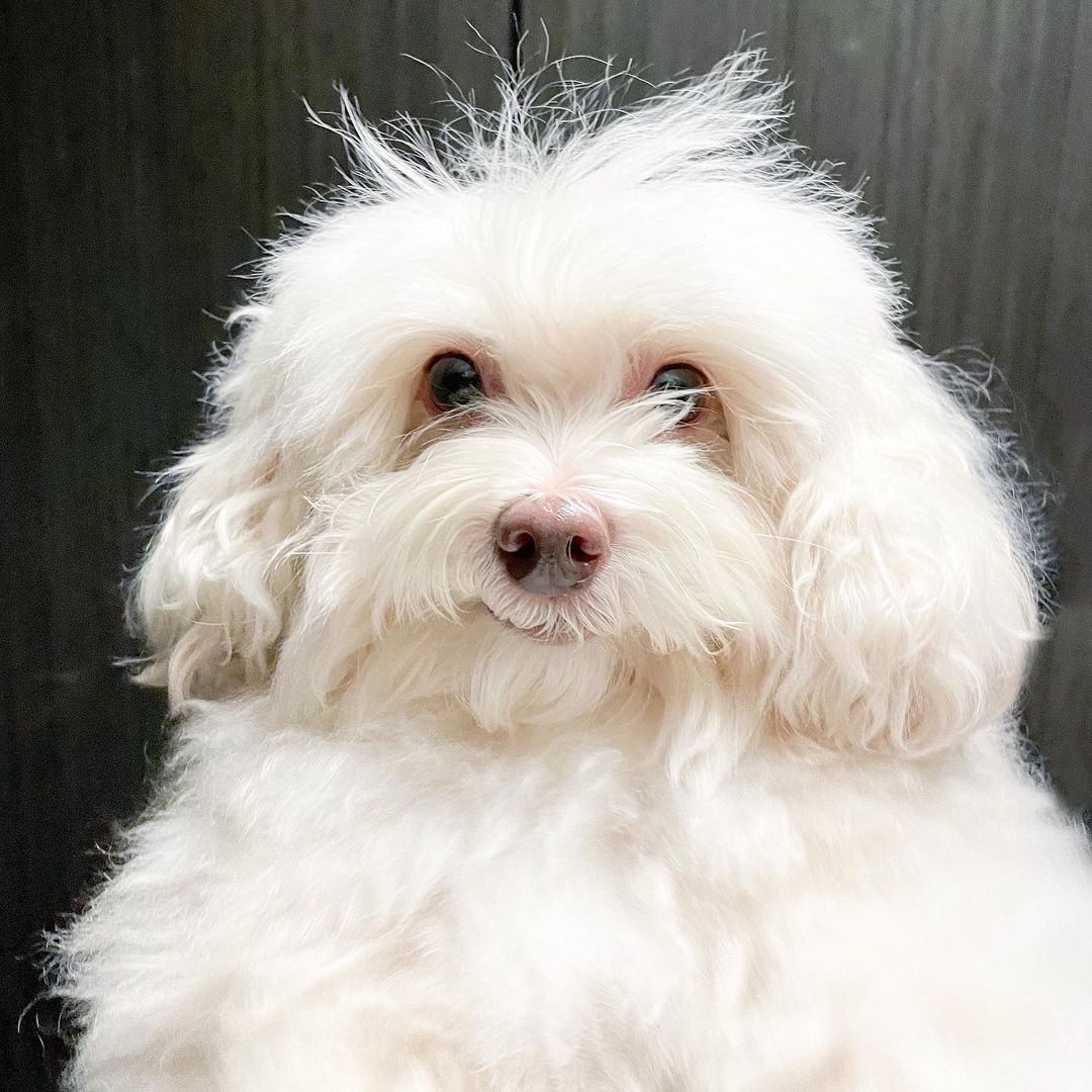 Havapoo Dog Breed Facts & Information | The Dog People by Rover.com