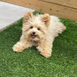 Pomapoo Dog Breed Facts & Information | Rover.com