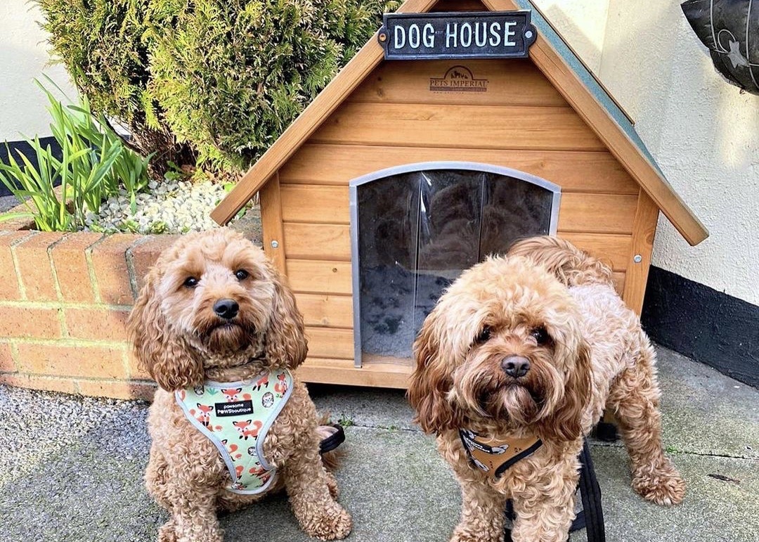 Cavapoo Dog Breed Facts & Information | Rover.com