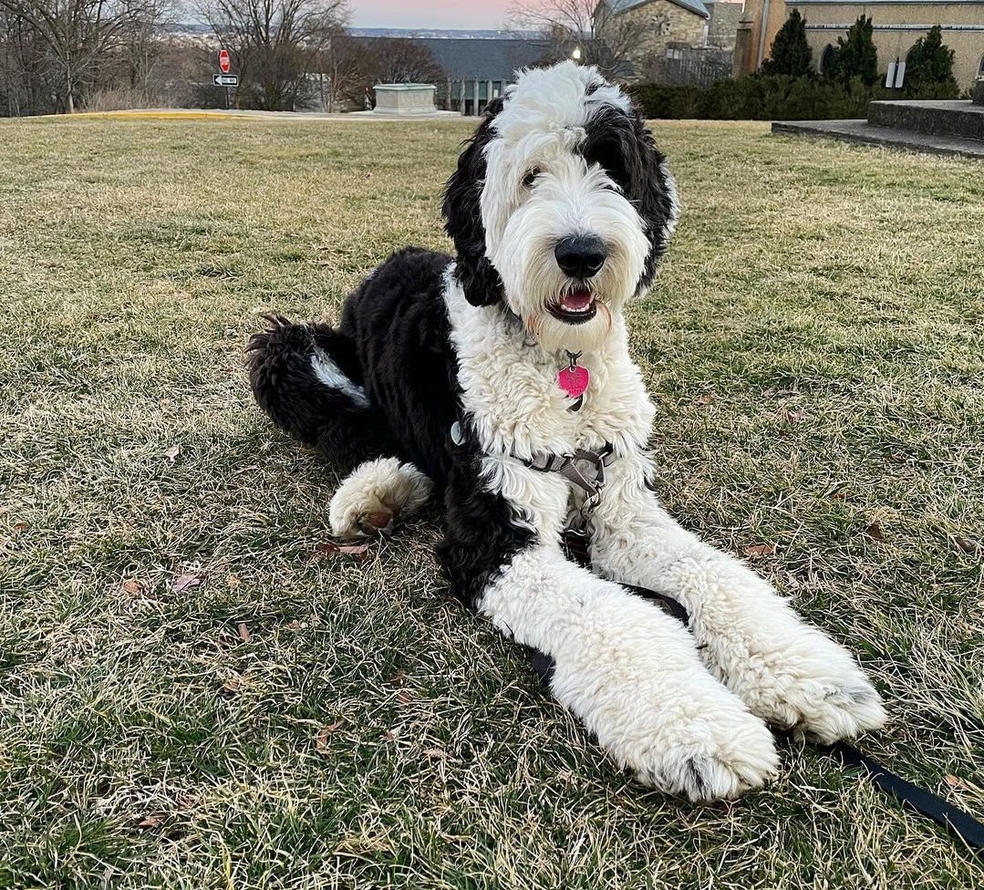 Sheepadoodle Dog Breed: Origin, Personality, And More