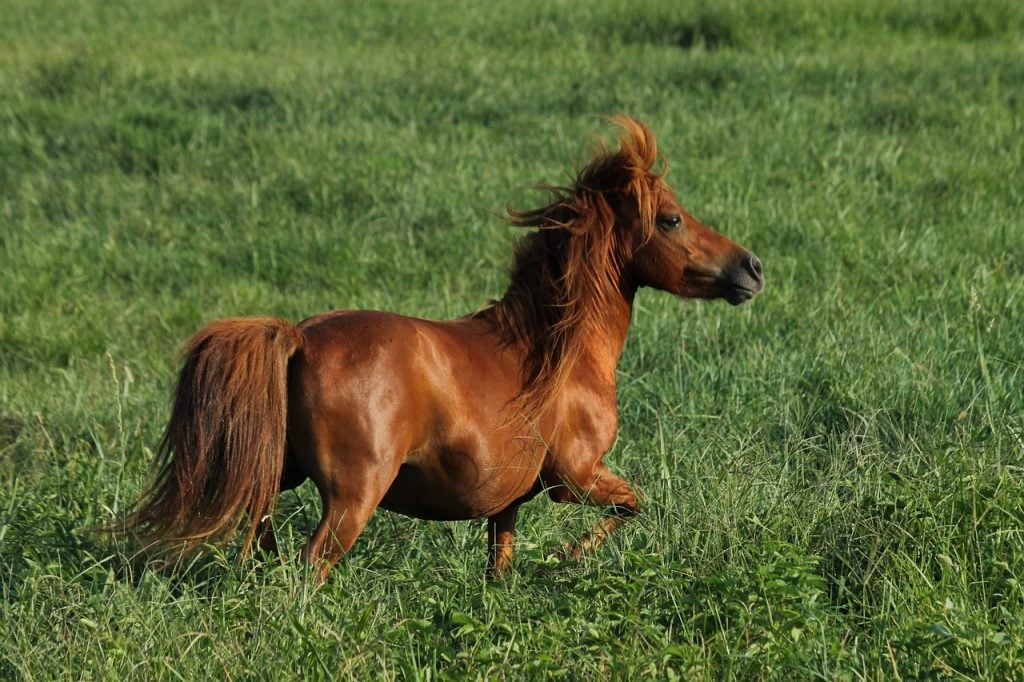 The Cost of Raising a Mini Horse | Your Guide to Raising Minis