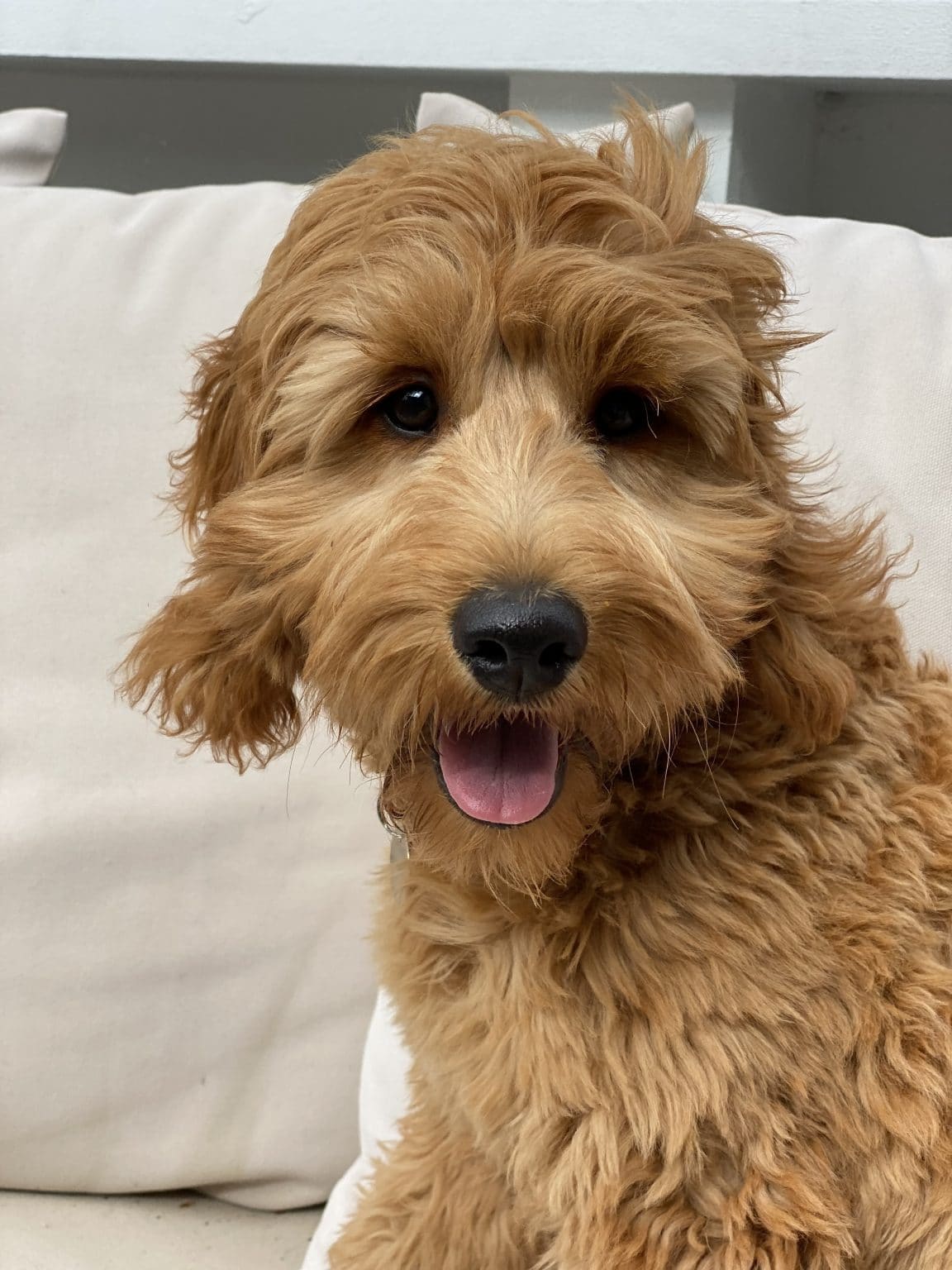 The 20 Most Popular Puppy Breeds in the US | Rover.com