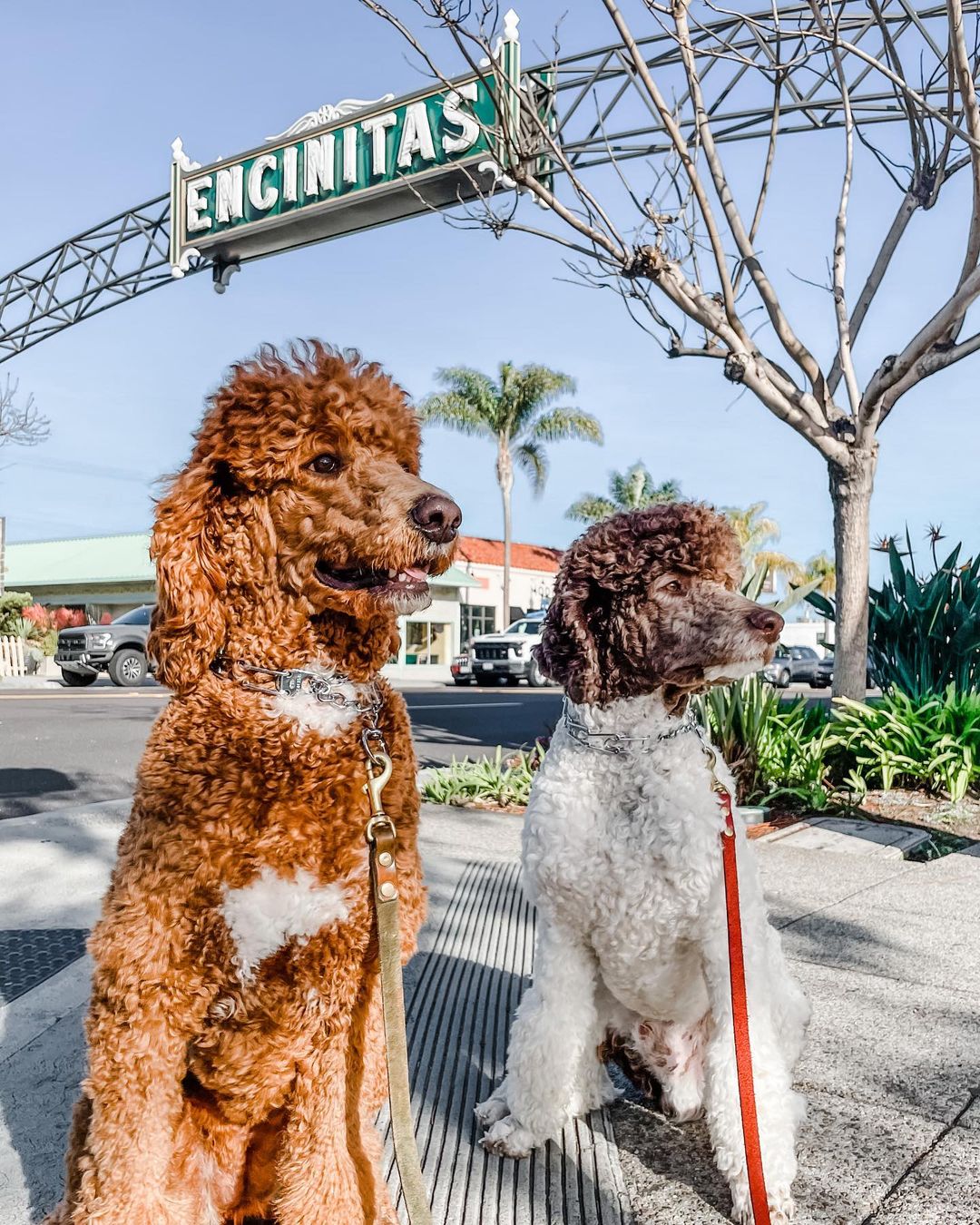 Poodle Dog Breed Facts & Information | Rover.com