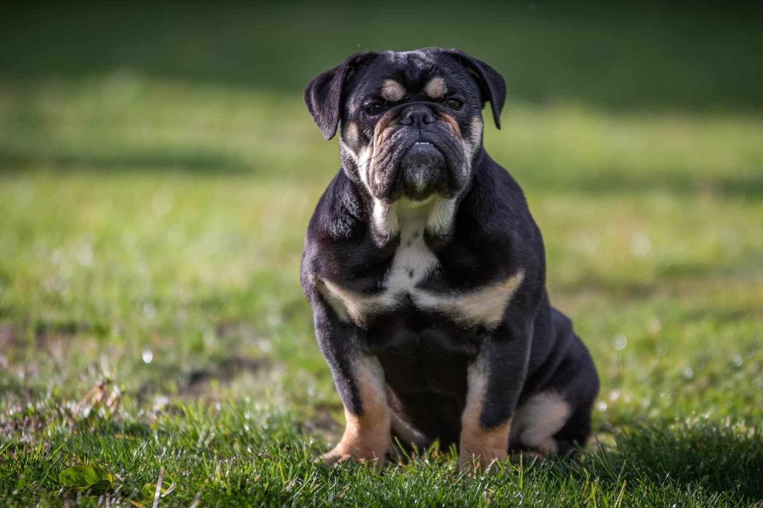 English Bulldog Dog Breed Facts & Information | Rover.com