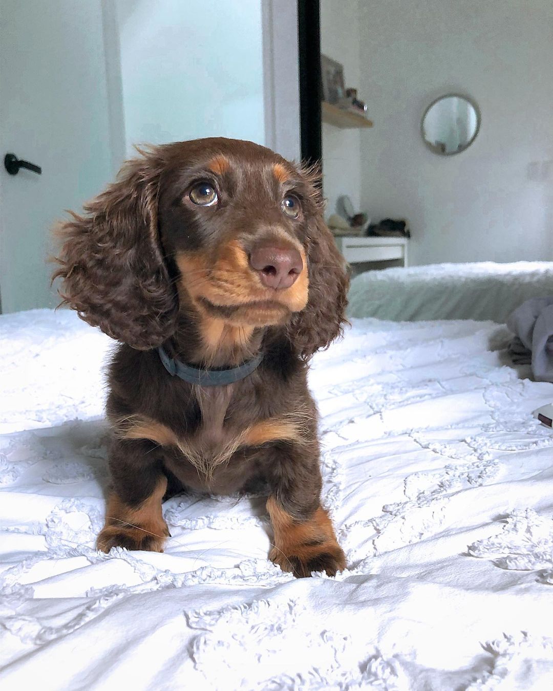 Dachshund Dog Breed Facts & Information | Rover.com