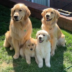 Razas de Perros: Golden Retriever
