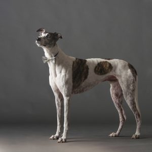 Greyhound Dog Breed Facts & Information
