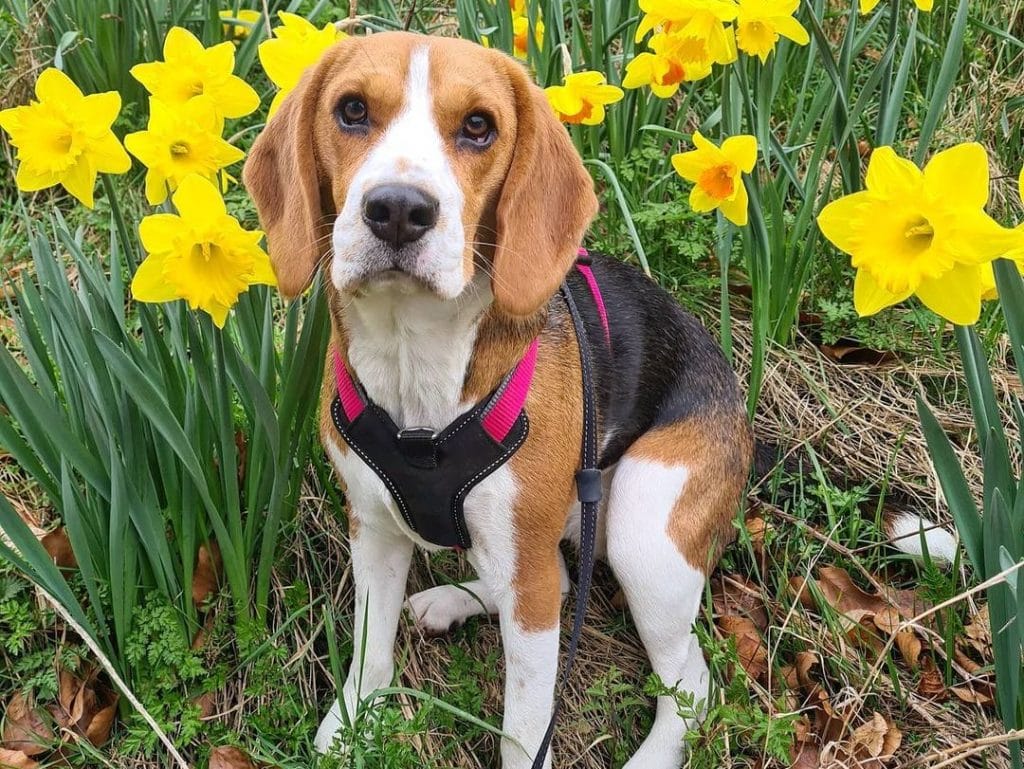 Beagle Dog Breed Facts & Information | The Dog People by Rover.com
