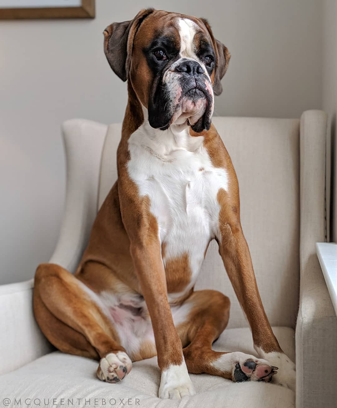 Boxer Dog Breed Facts & Information | The Dog People by Rover.com