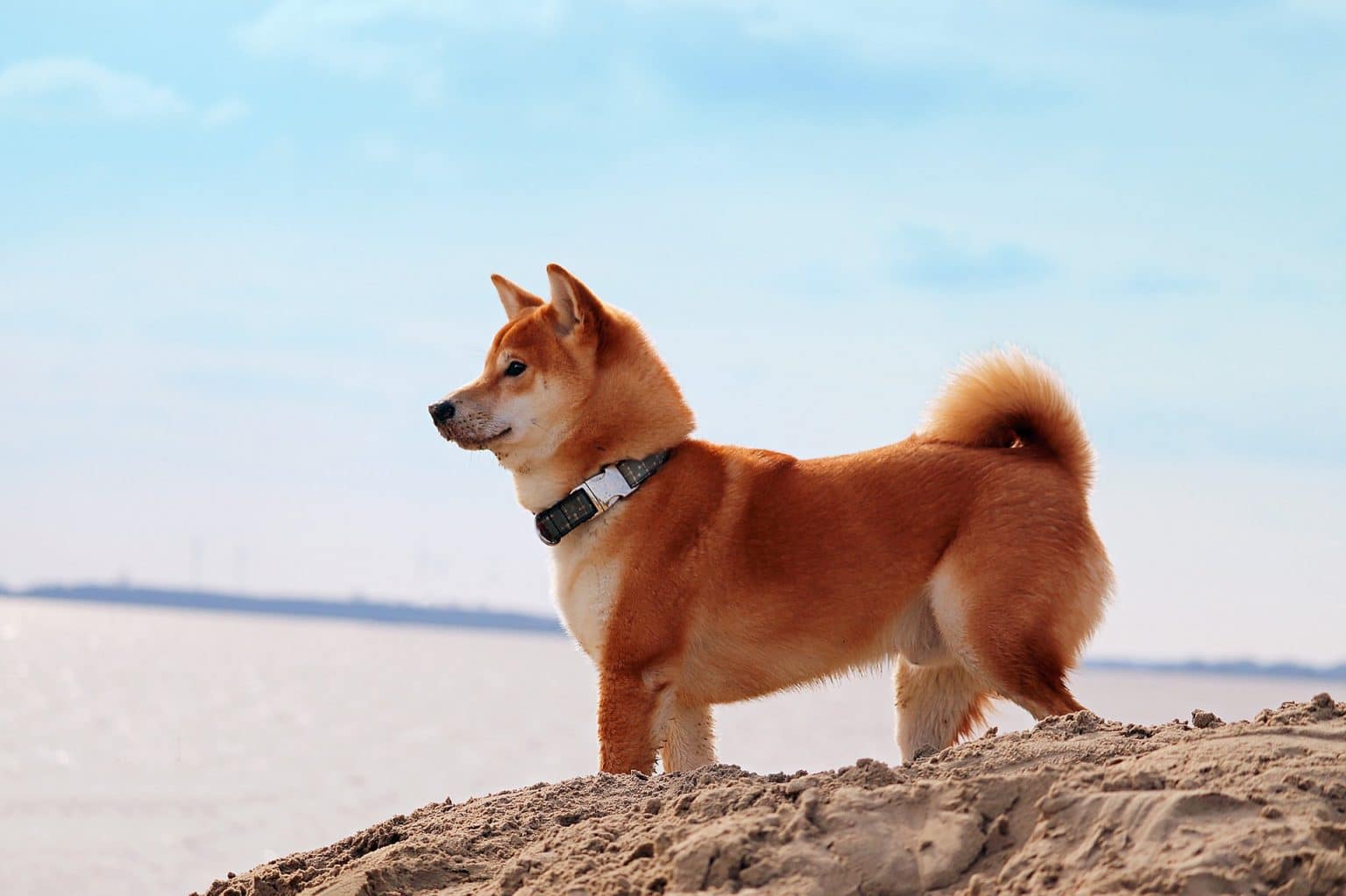 Shiba Inu Dog Breed Facts & Information | The Dog People by Rover.com