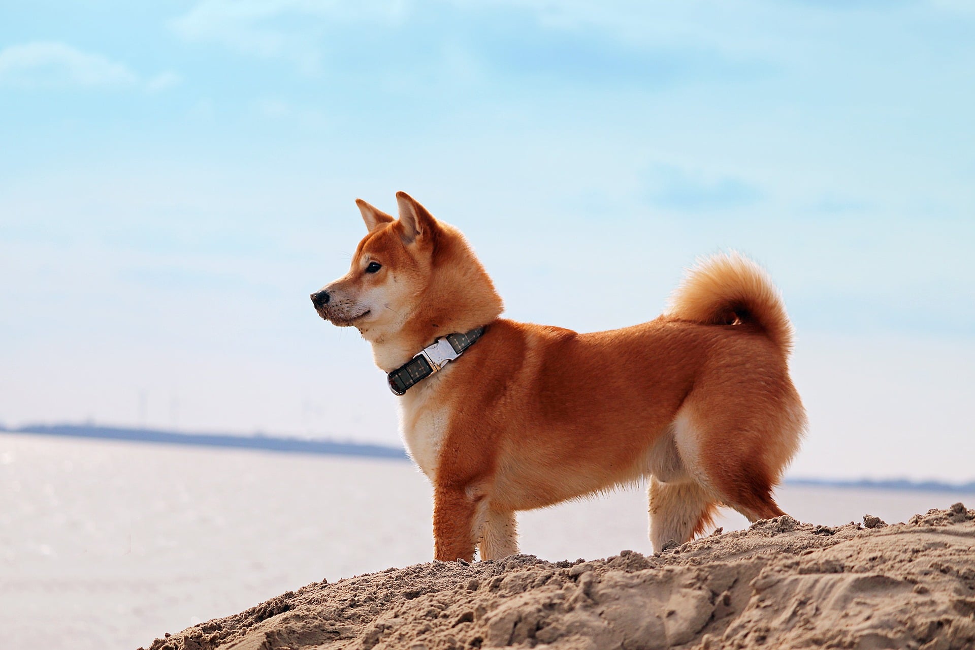 Razas de perro: Shiba Inu