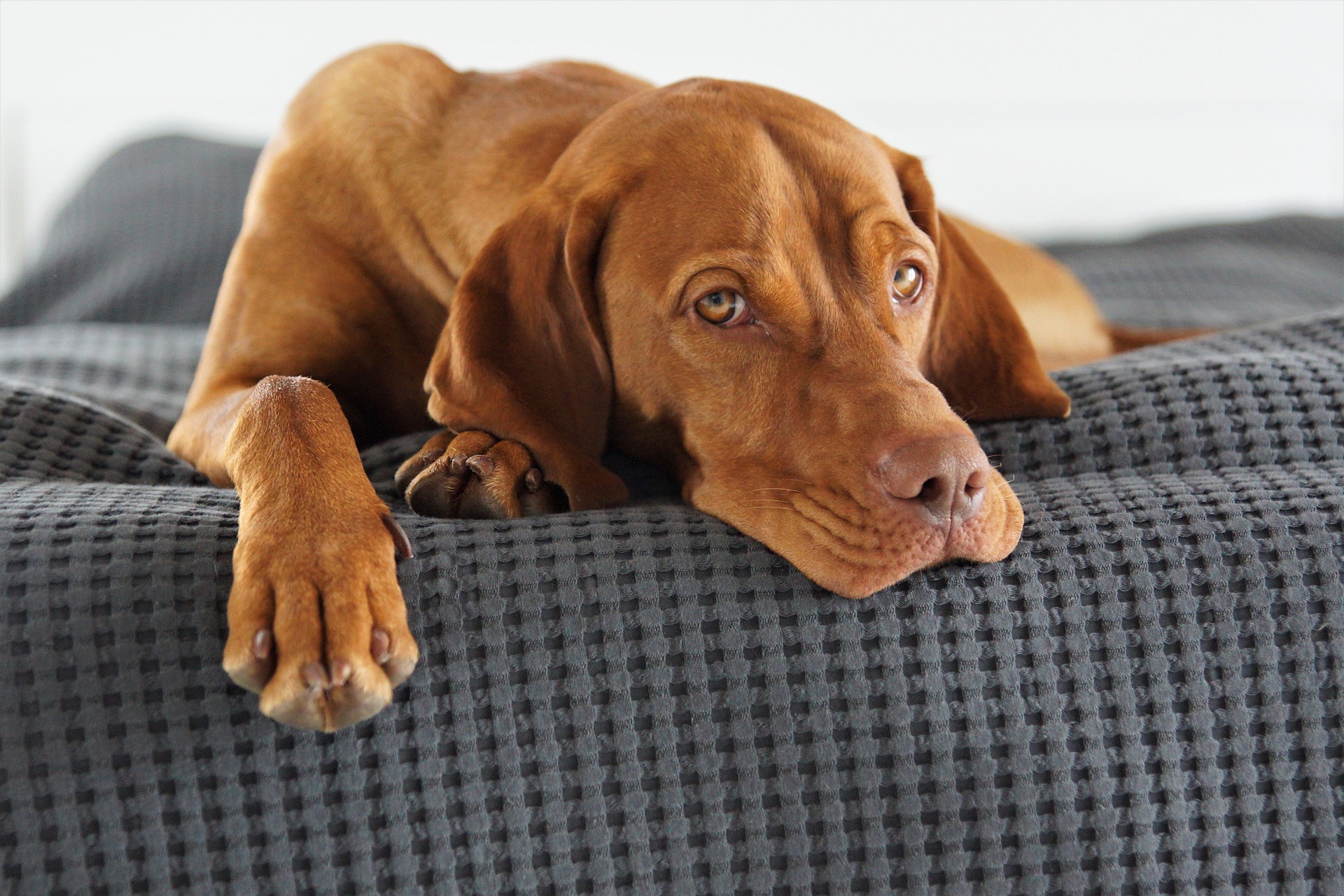 Vizsla Dog Breed Facts & Information