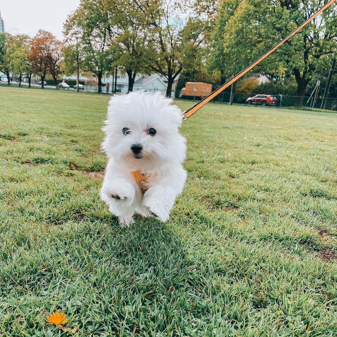 Maltese Dog Breed Facts & Information | The Dog People by Rover.com