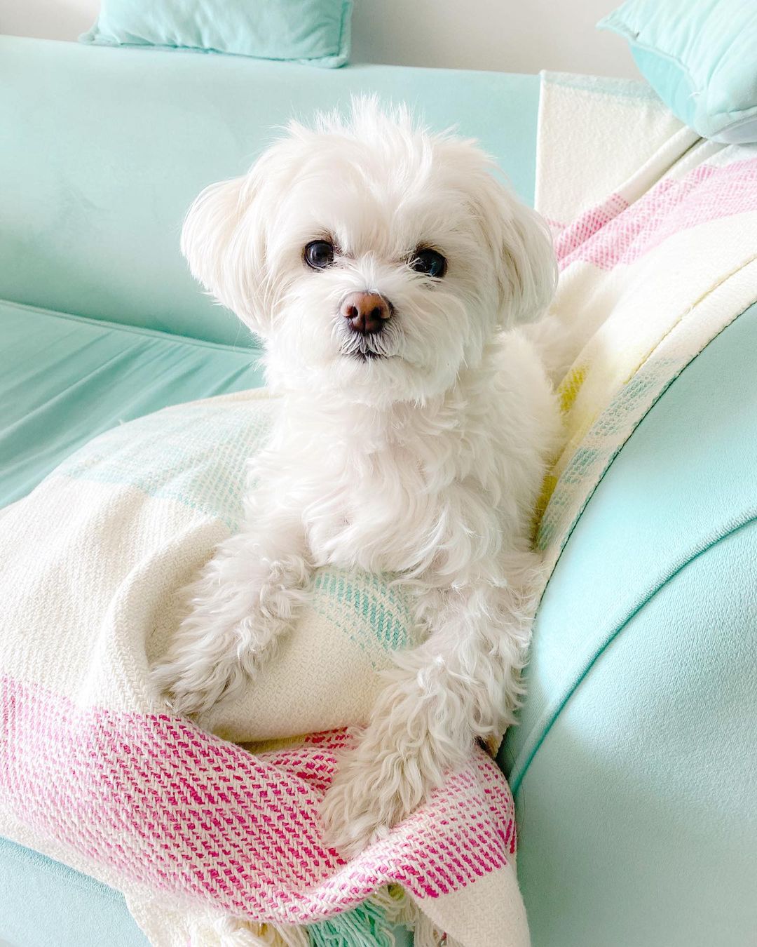 Maltese Dog Breed Facts & Information | The Dog People by Rover.com
