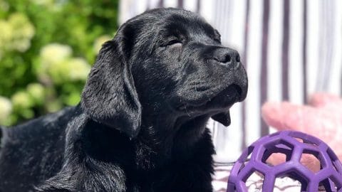 Labrador Retriever Dog Breed Facts & Information | Rover.com
