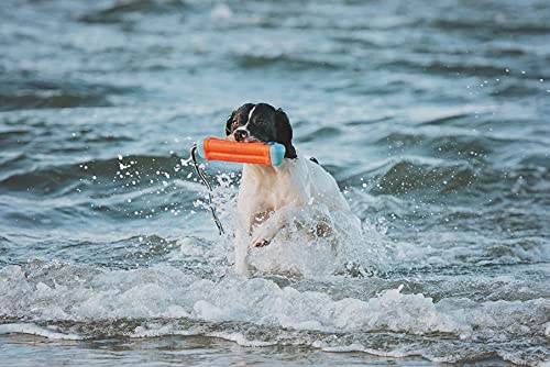 20 Fantastic Floating Toys for Your Water-Loving Dog - Dogs Experts