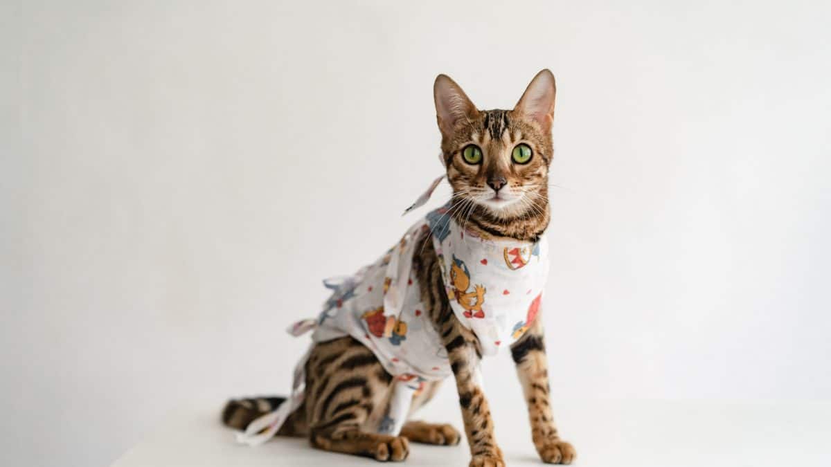 Cat Recovery Suits | The 7 Best Suits to Help Your Kitty Heal Post-Surgery
