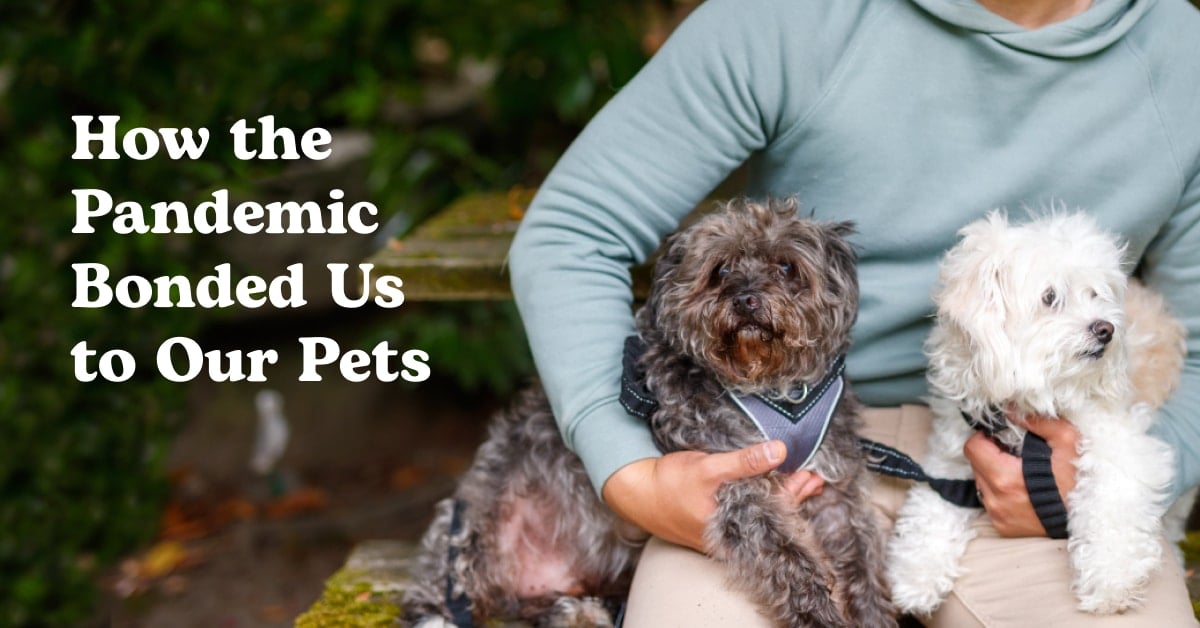 How the Pandemic Bonded Us to Our Pets | Rover.com