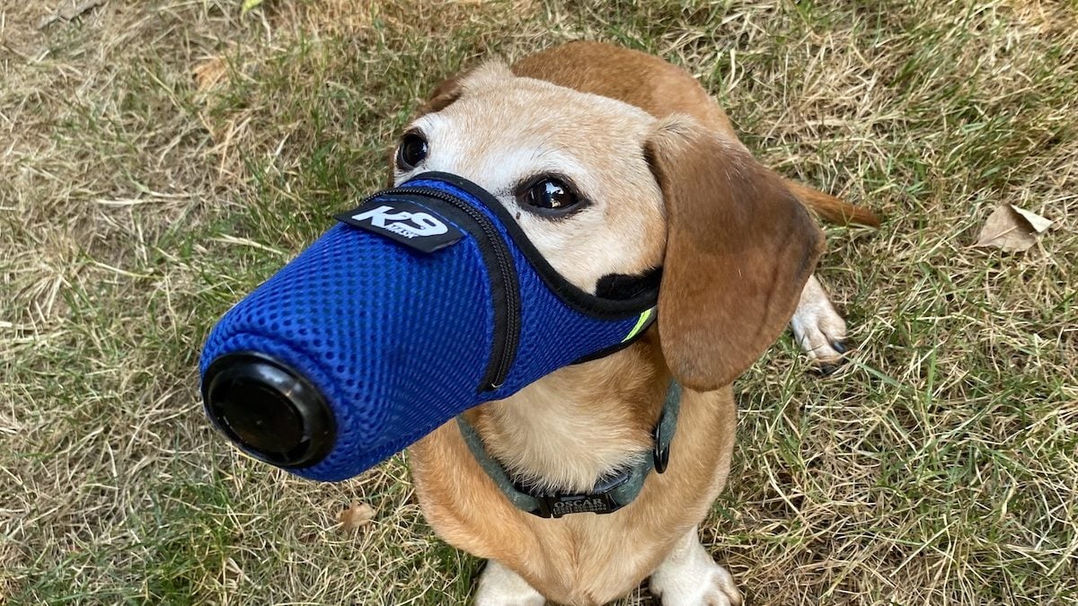 Masks for Dogs Review: Tested