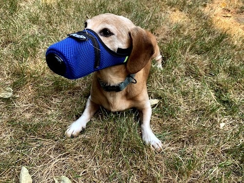 Dogs and Smoke: What You Need To Keep Your Pet Safe in Fire Season ...