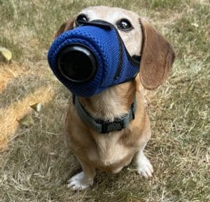 Masks for Dogs Review: Tested